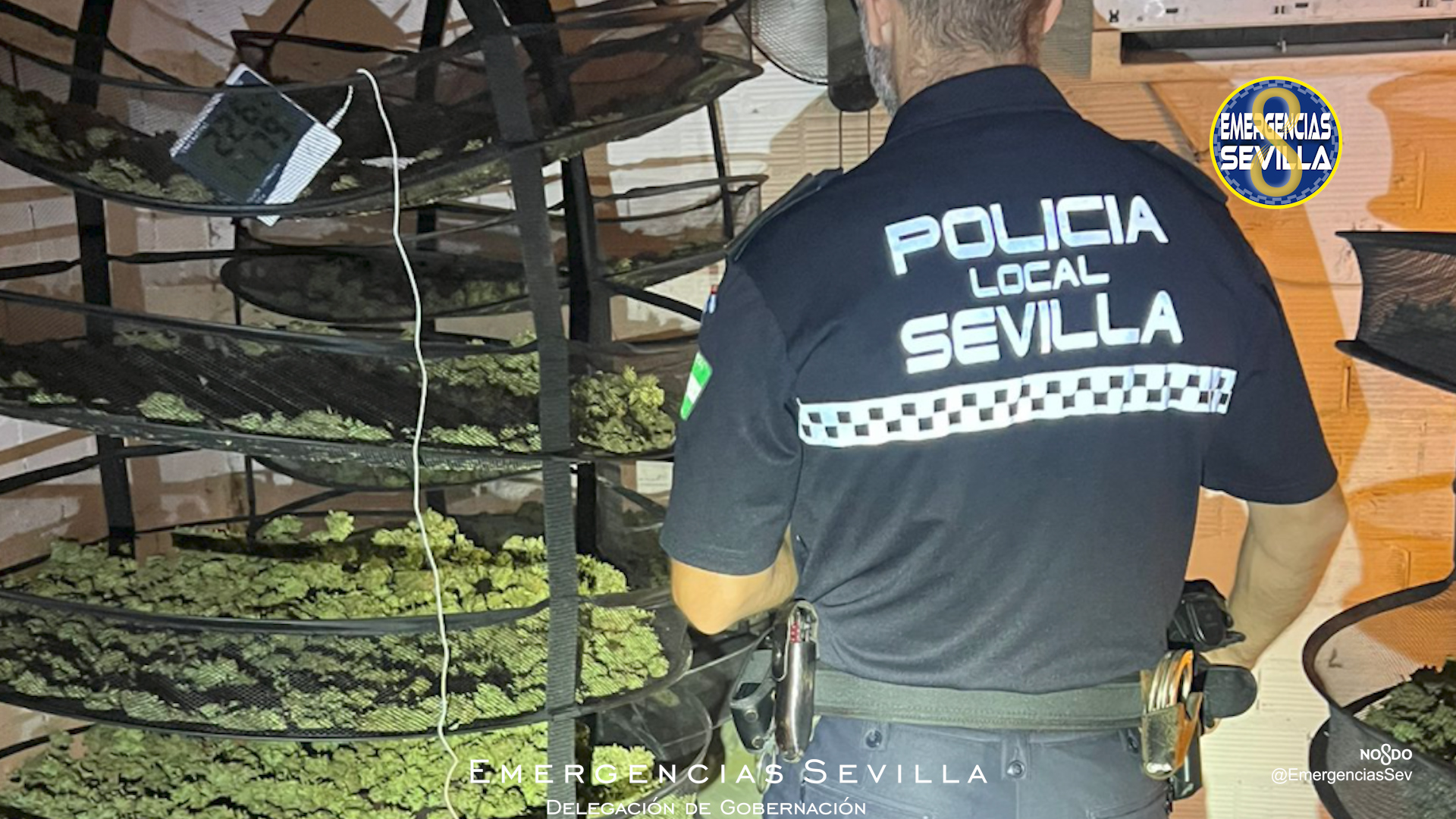 La Policía Local de Sevilla desmantela una plantación de marihuana en ...